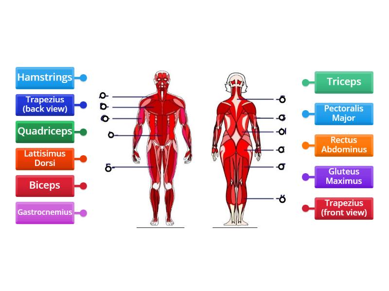 Muscular System Diagram - Labelled diagram