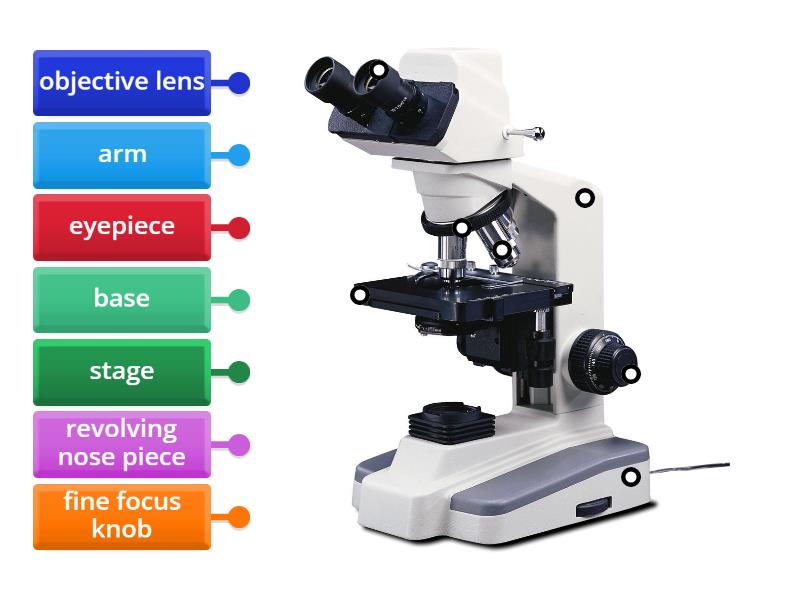 Microscope - Labelled diagram