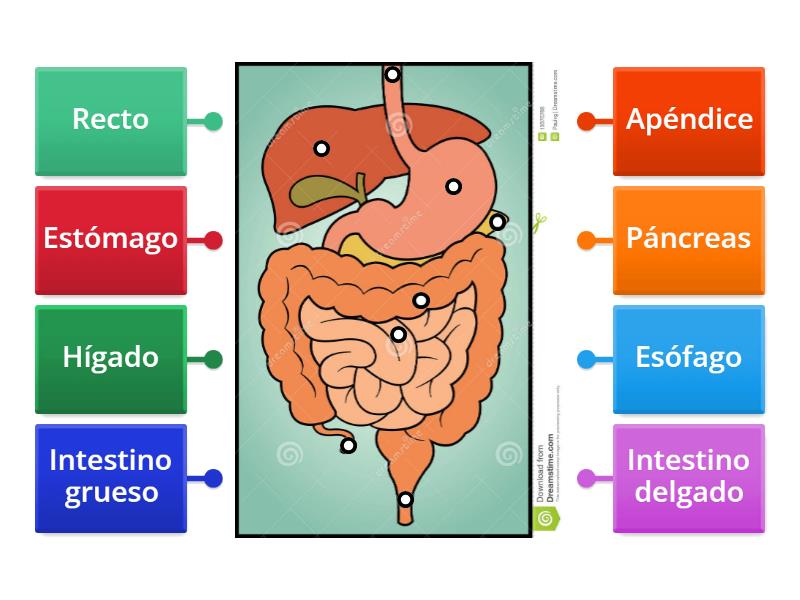 Aparato Digestivo - Labelled diagram