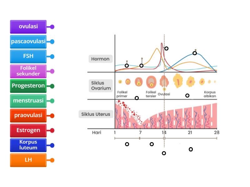 Menstrual Cycle - Labelled diagram