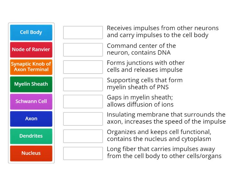 Parts of the Neuron Definitions - Match up