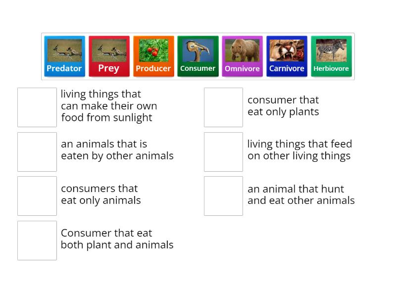Food chain - Match up