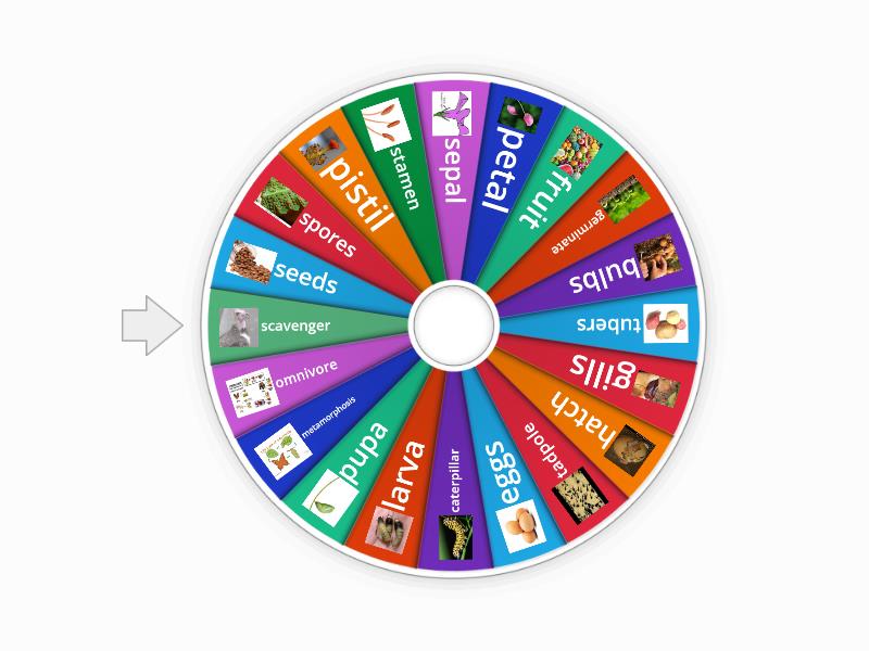 4th grade Lesson 2 - Random wheel