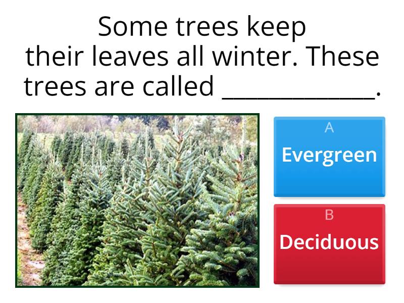 Deciduous or evergreen - Quiz