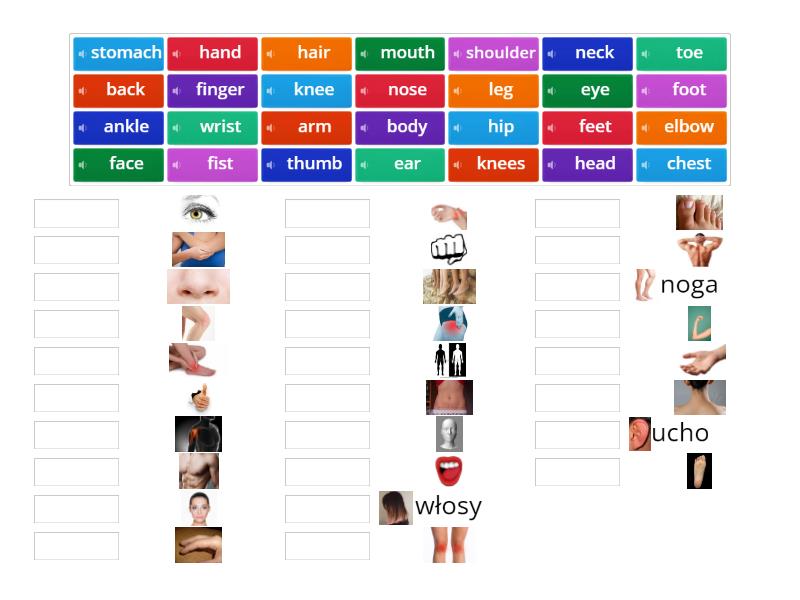 Parts of the body - Match up