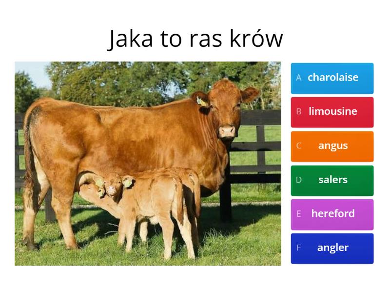 Rasy krów - Quiz