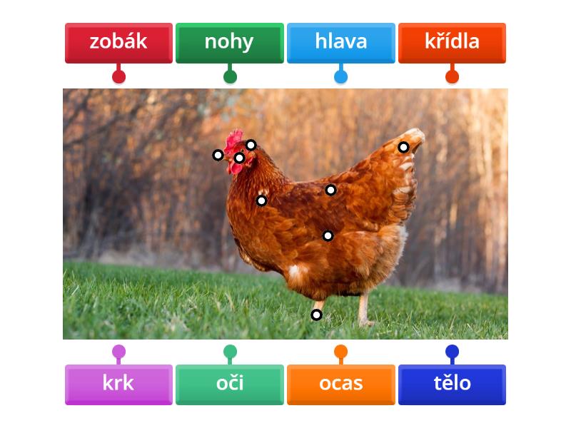 Stavba těla slepice - Labelled diagram