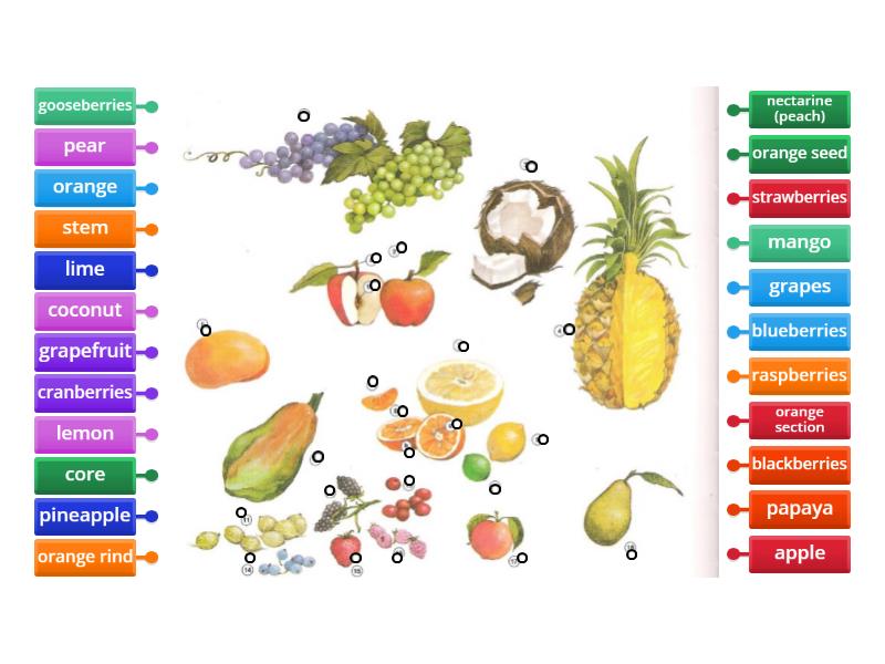 Fruit - Labelled diagram