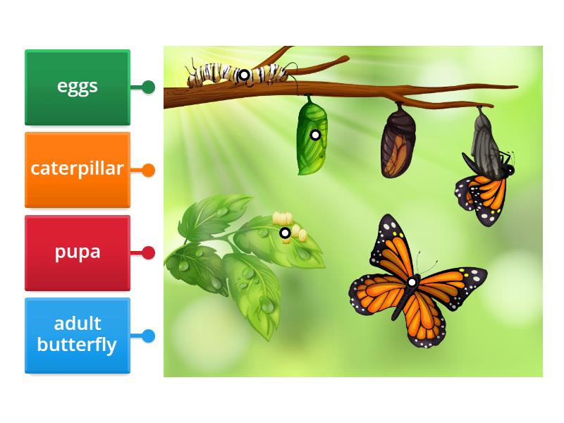 Butterfly life cycle labelling - Labelled diagram