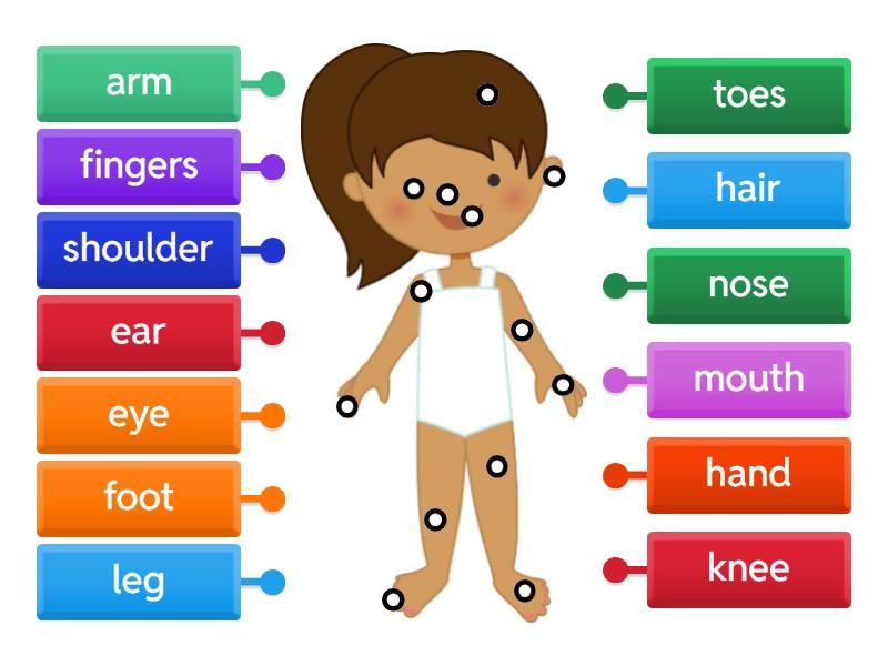 Parts of the body - Labelled diagram