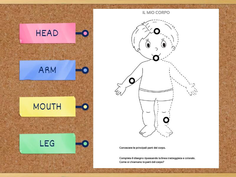 The body - Labelled diagram