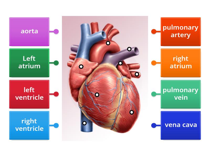 label the heart - Labelled diagram