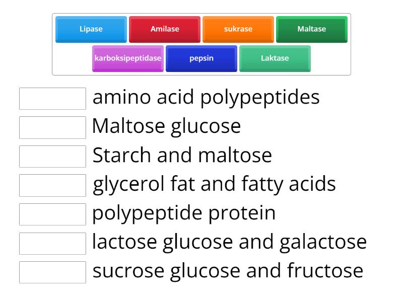 digestive enzymes - Match up