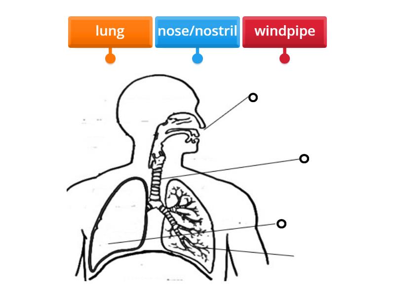 Parts of Respiratory System - Labelled diagram