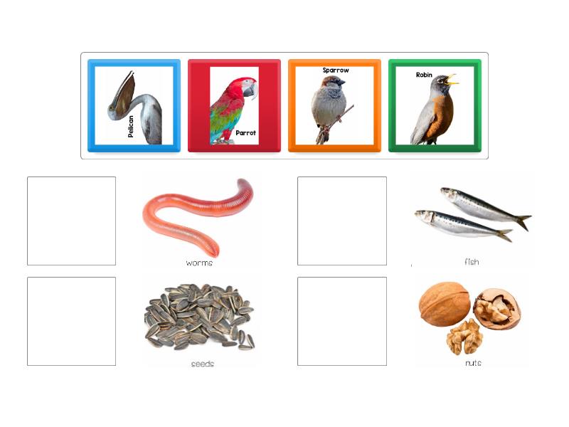 Bird Beaks - Match up