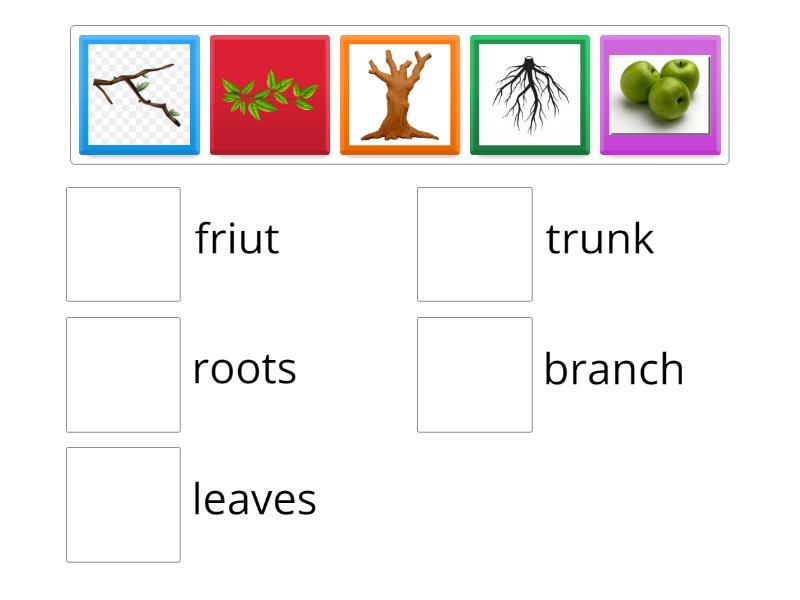 parts of a tree - Match up