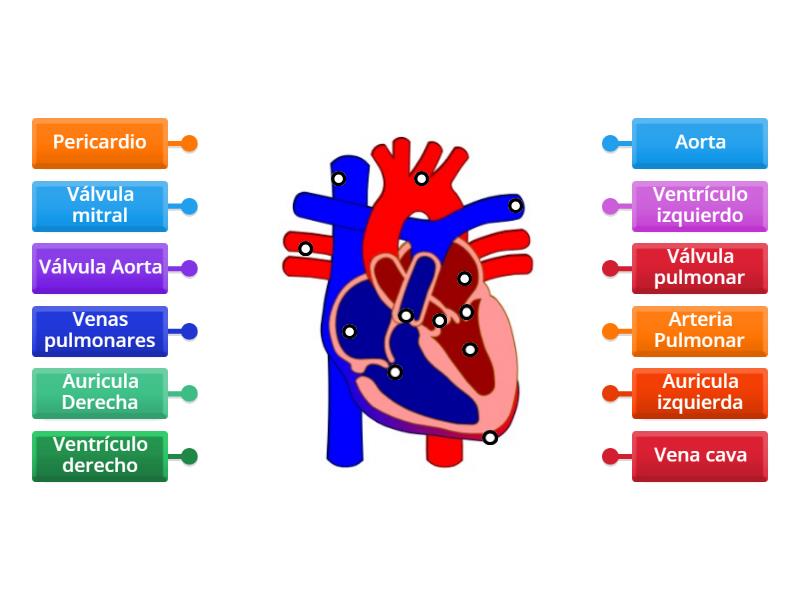 anatomia del corazon - Labelled diagram