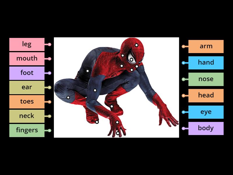 Spiderman body parts - Labelled diagram
