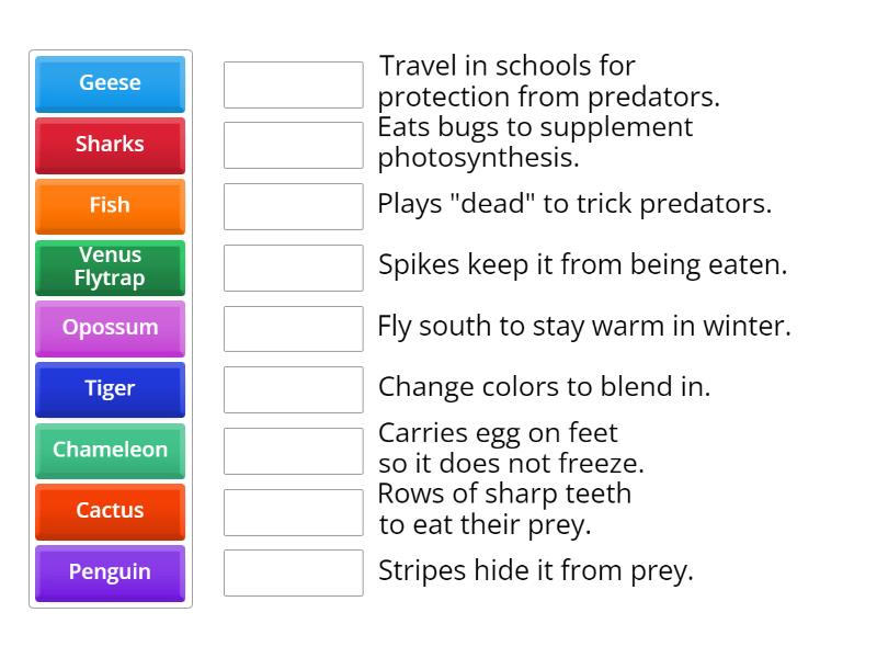 Adaptations Match - Match up
