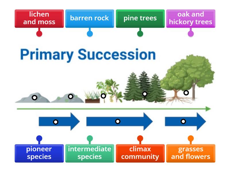 Primary Succession - Labelled diagram