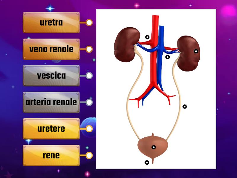 Apparato urinario - Labelled diagram