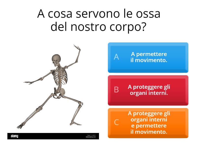 Apparato scheletrico - Cuestionario