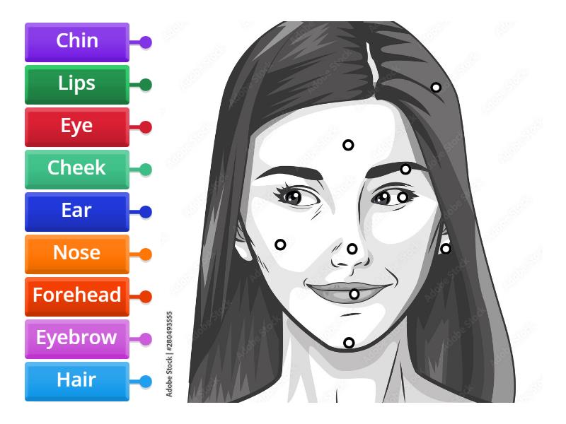 Face - Labelled diagram