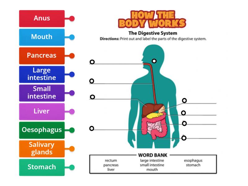 The digestive system vocabulary - Labelled diagram