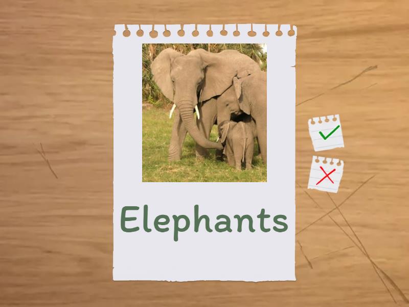 Animals Speaking Cards - Flash cards