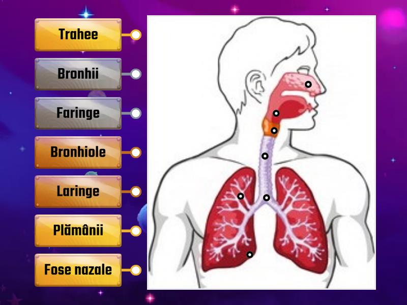 Sistemul Respirator la om - Diagram berlabel