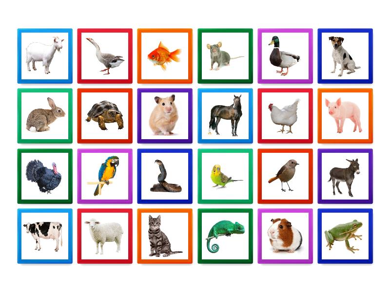 LES ANIMAUX DOMESTIQUES - Flip tiles