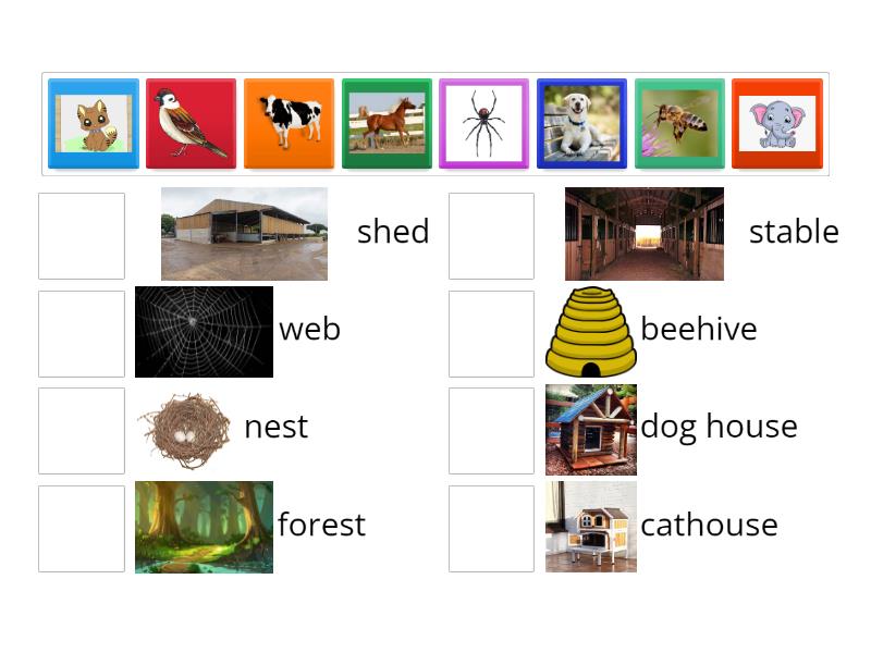 Animals and their homes - Match up