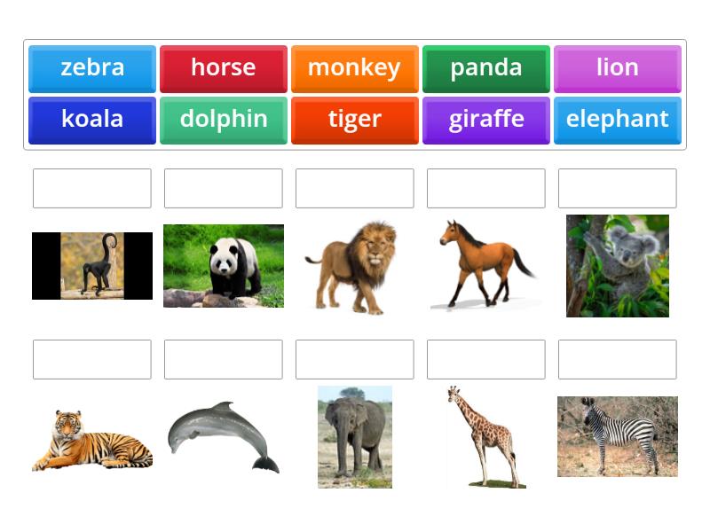 Mammal Match - Match up