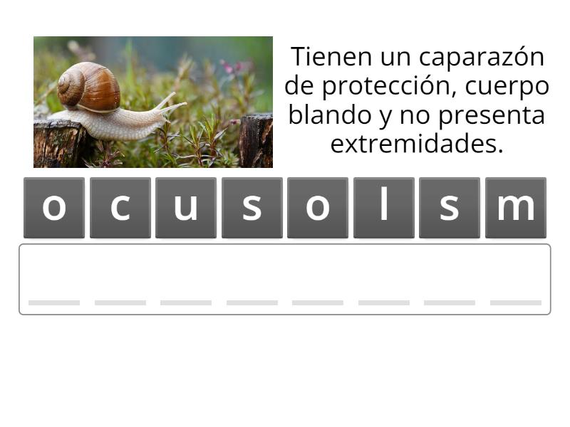 de los animales invertebrados - Anagrama