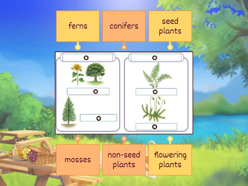 All about plants - Labelled diagram