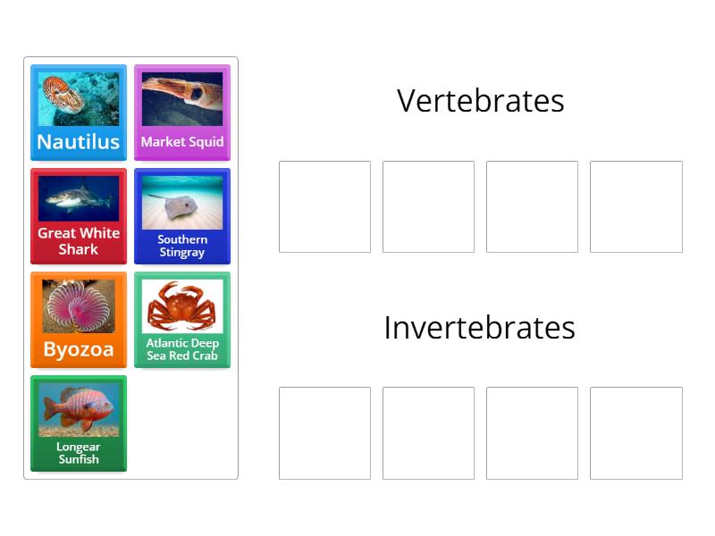 Vertebrates vs Invertebrates - Group sort