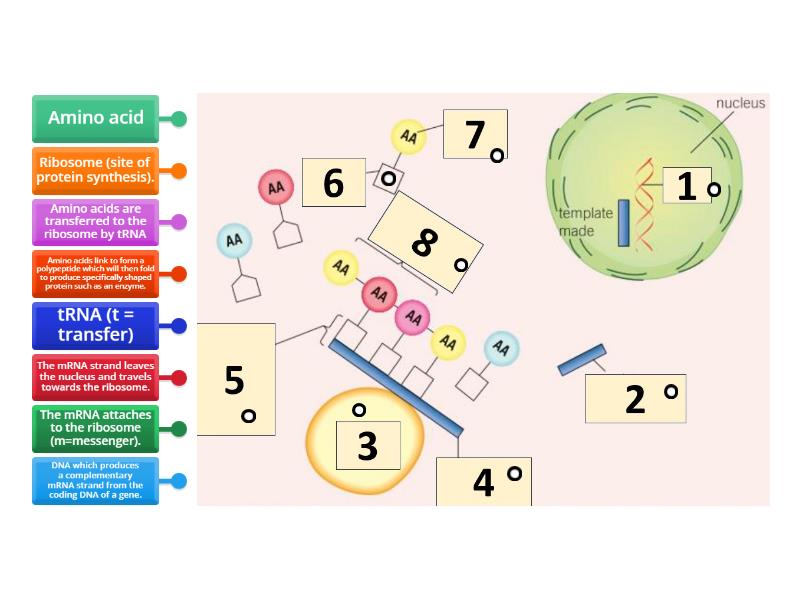 Protein synthesis - transcription and translation - Edexcel iGCSE ...