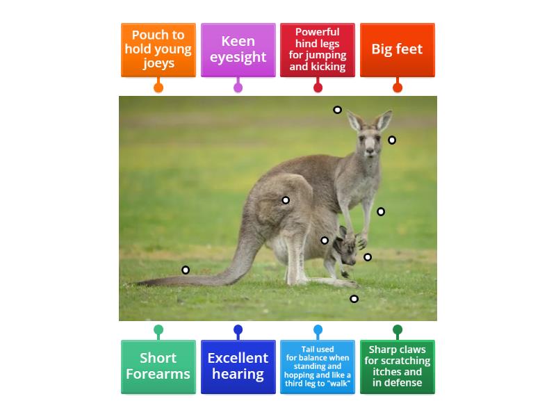Kangaroo - Labelled diagram