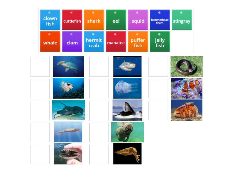 Sea creatures - Match up