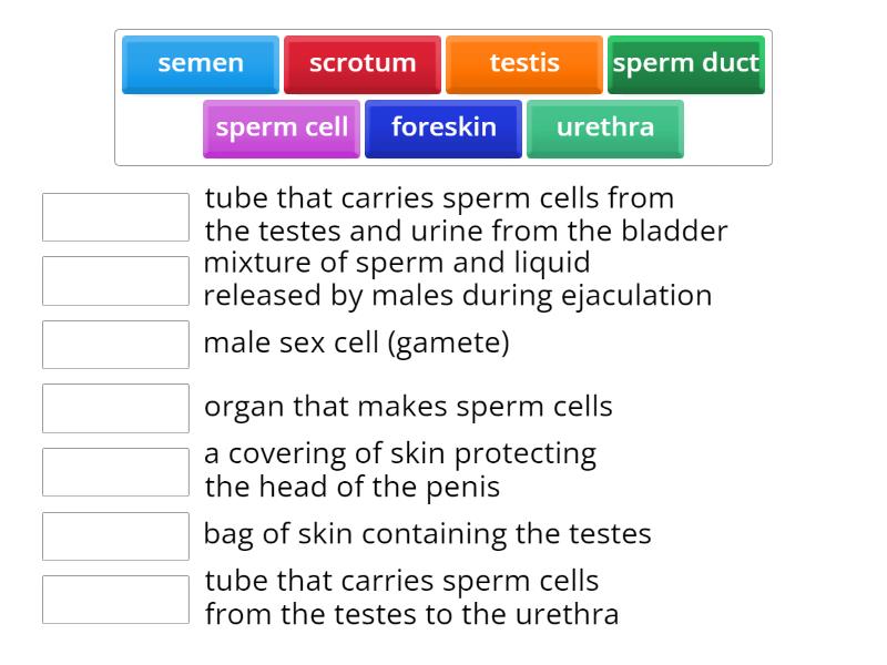 Male reproductive system - Match up