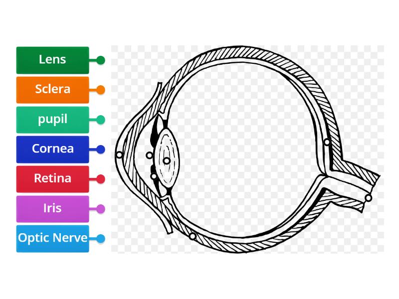 Label the Eye - Labelled diagram