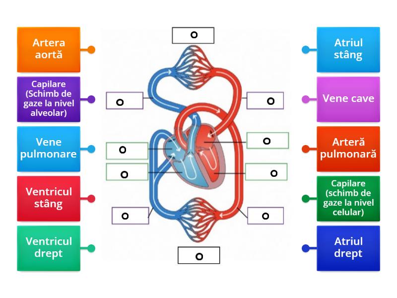 Sistemul circulator sanguin la om - Labelled diagram