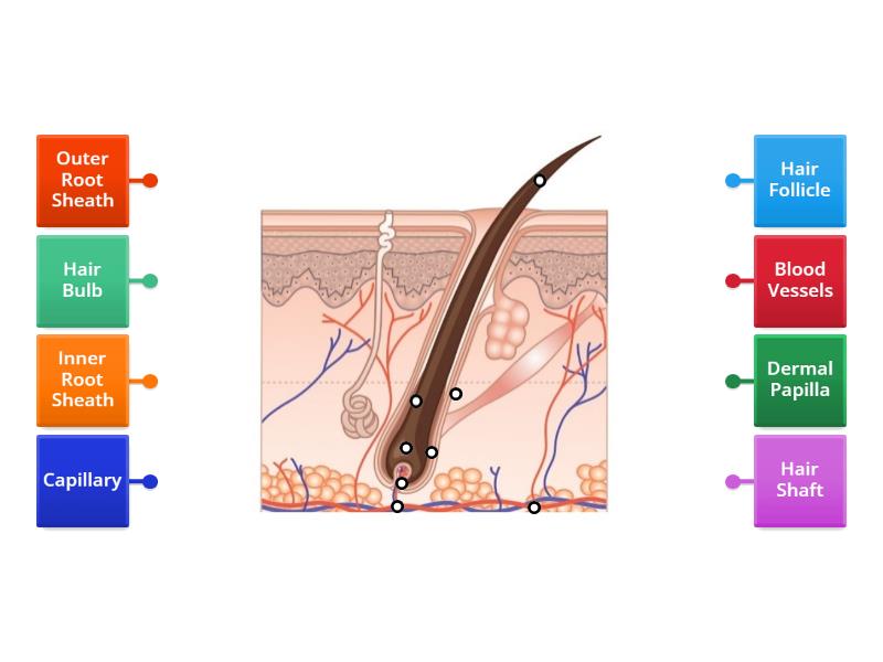 Hair Diagram - Labelled diagram