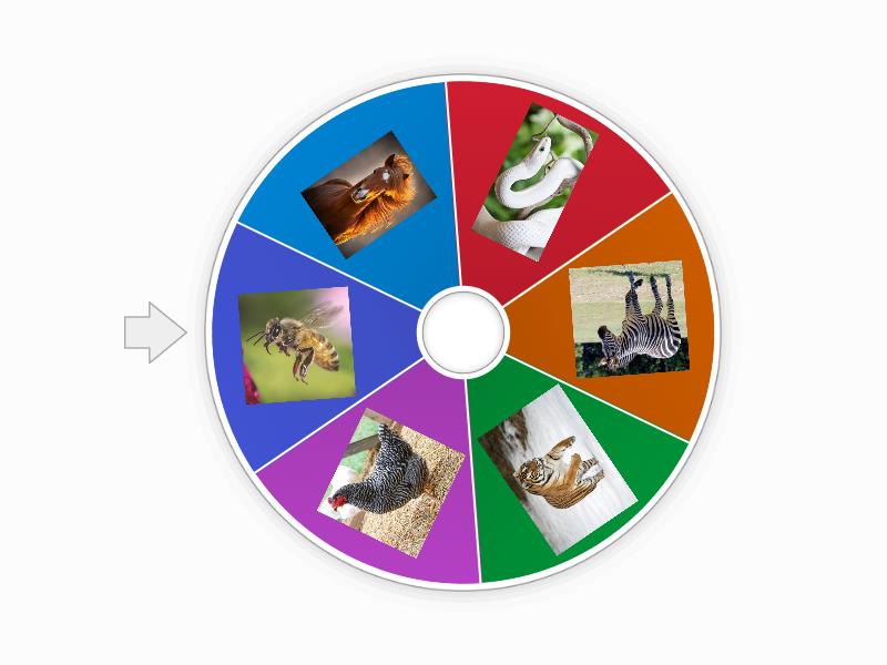 Animals Wheel - Spin the wheel
