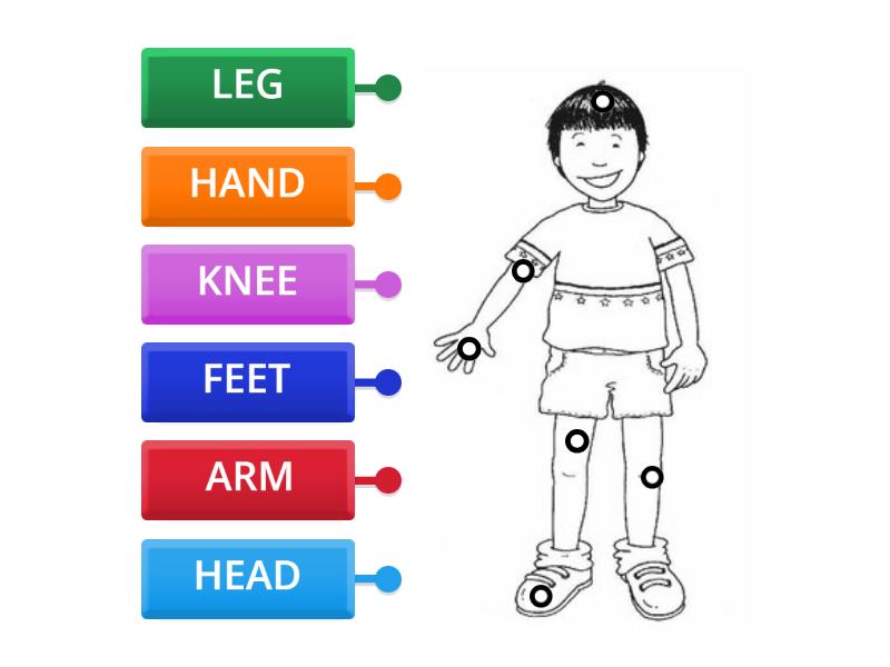 PARTS OF THE BODY LABELLING - Labelled diagram