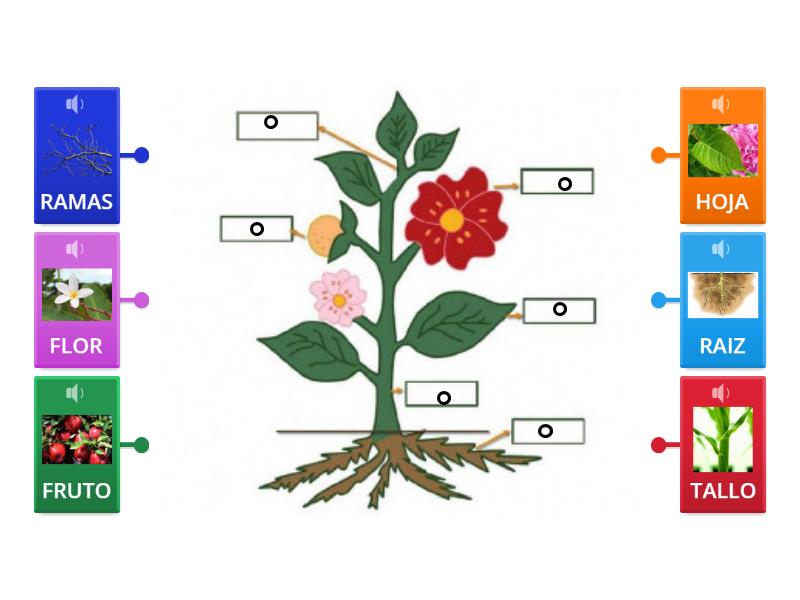 PARTES DE UNA PLANTA - Labelled diagram