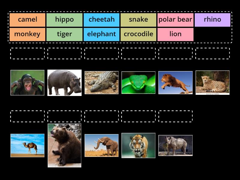 Zoo animals - Match up