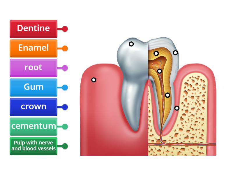 Structure of Teeth - Labelled diagram