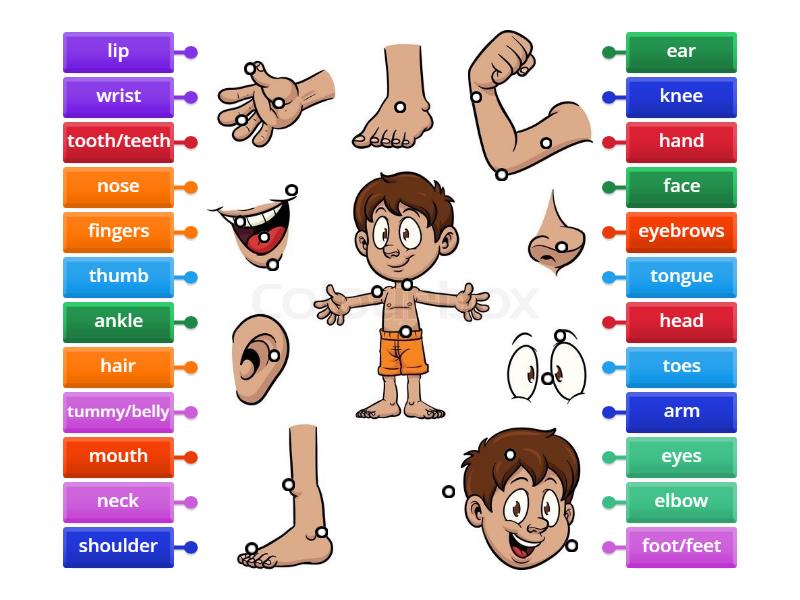 Body parts - Labelled diagram