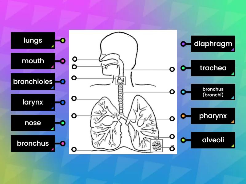 The Respiratory System - Labelled diagram
